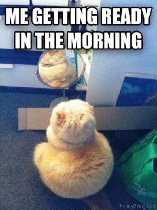 50 Funny Good Morning Memes To Get Your Day Started With a Laugh
