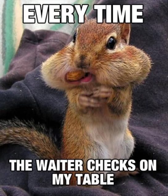 50+ Funny Squirrel Memes That Will Melt Your Heart