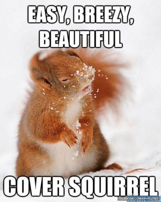50+ Funny Squirrel Memes That Will Melt Your Heart