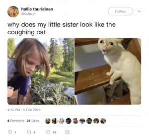 50+ Funny Cat Coughing Memes That Will Make You Laugh