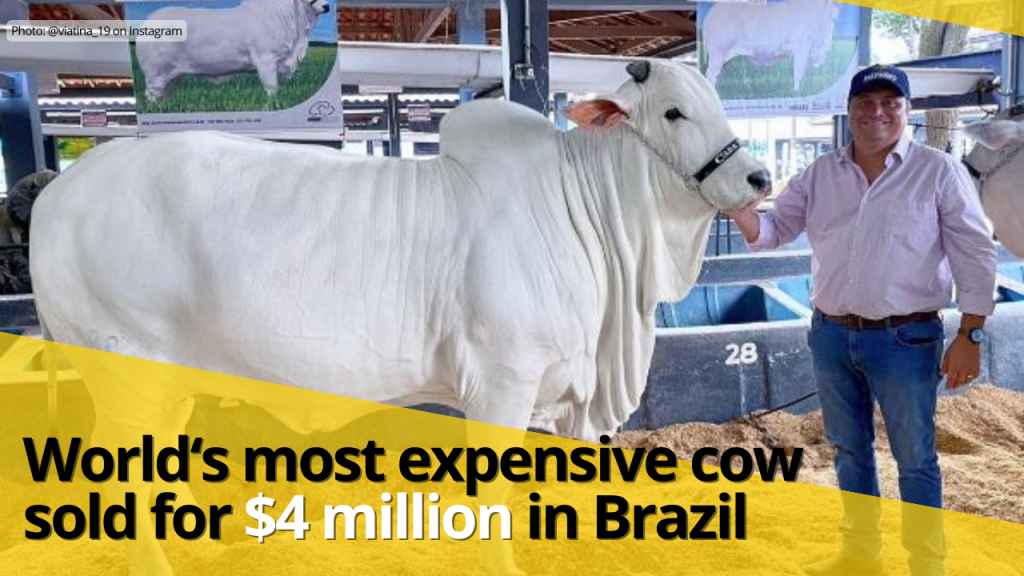 World's Most Expensive Cow Sold for $4.8 Million, Sets Guinness Record ...